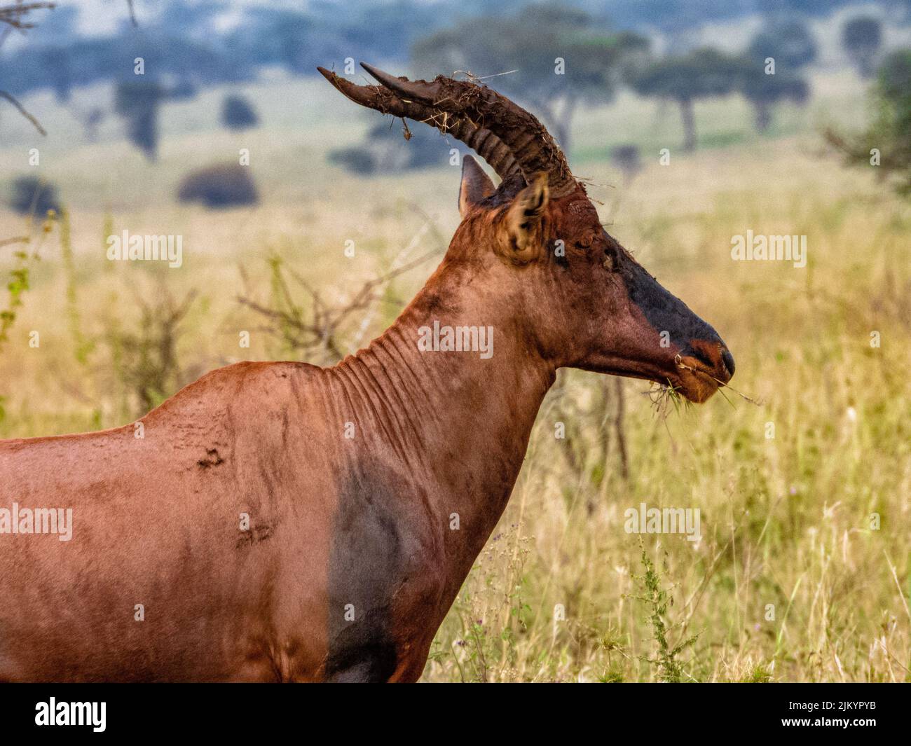 Tsessebe antelope hi-res stock photography and images - Alamy