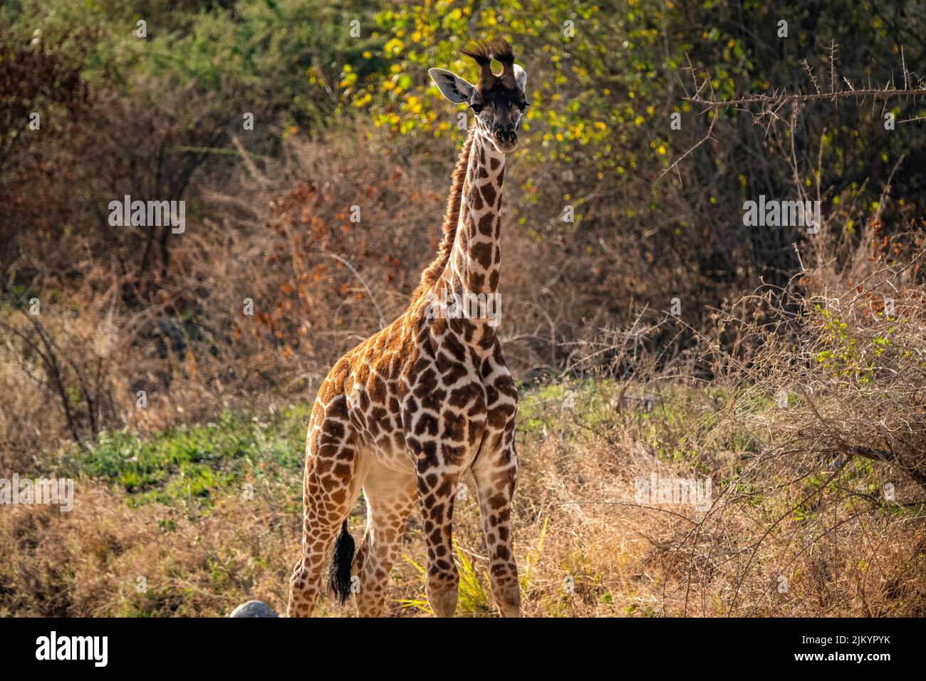 Giraffe in the forest hi-res stock photography and images - Alamy
