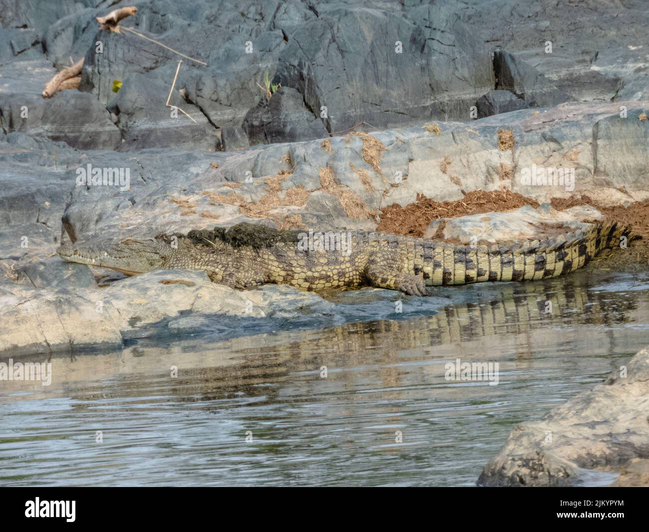 Crocodile pond hi-res stock photography and images - Alamy