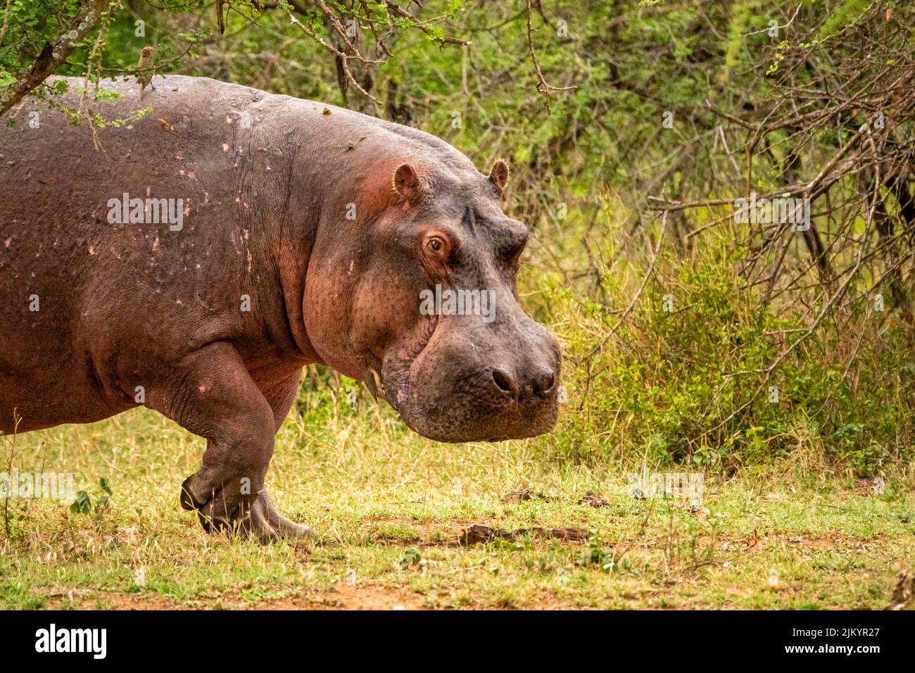 A closeup of a huge hippo in Serengeti National Park, Tanzania Stock ...