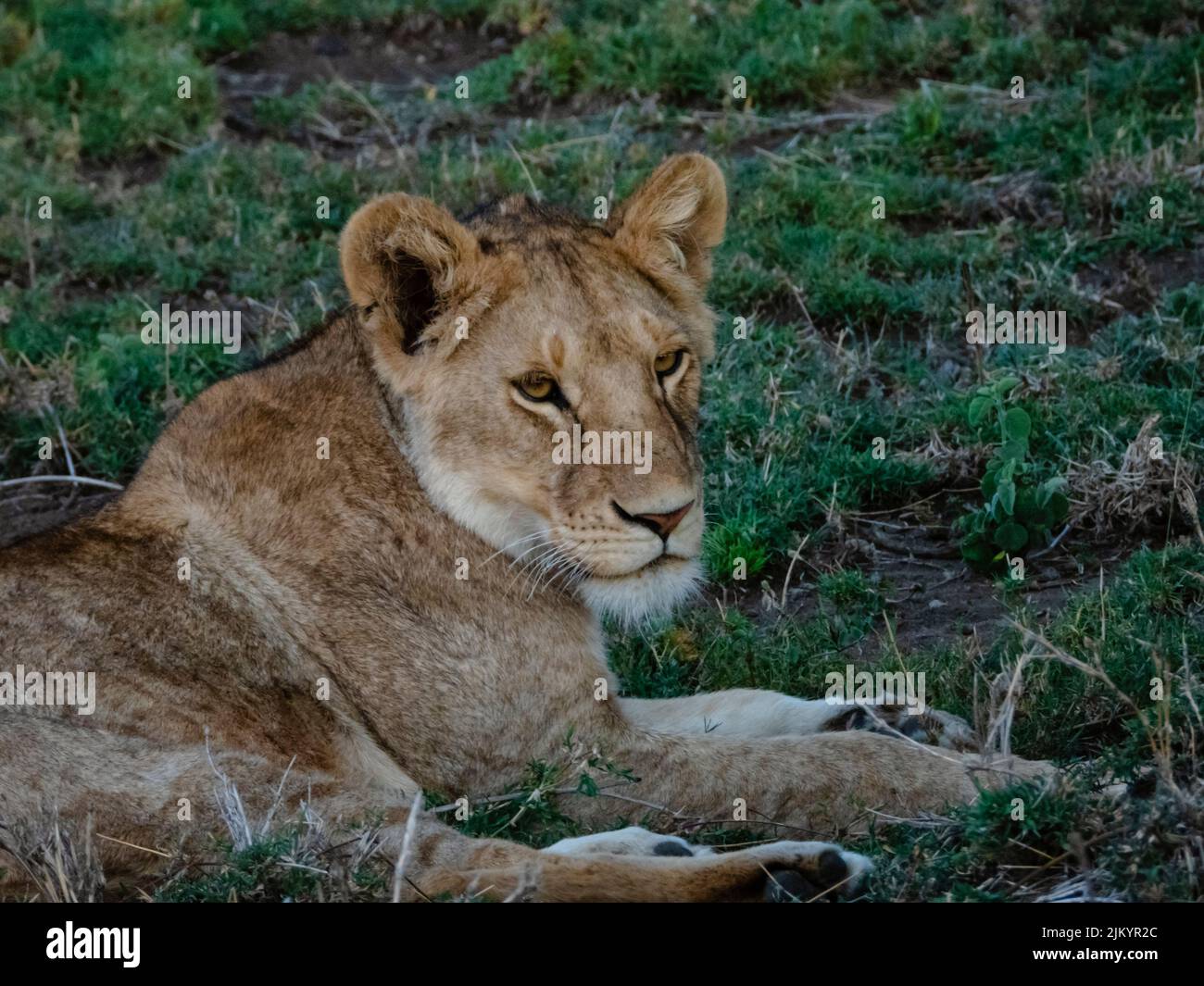 Tiger whiskers hi-res stock photography and images - Alamy
