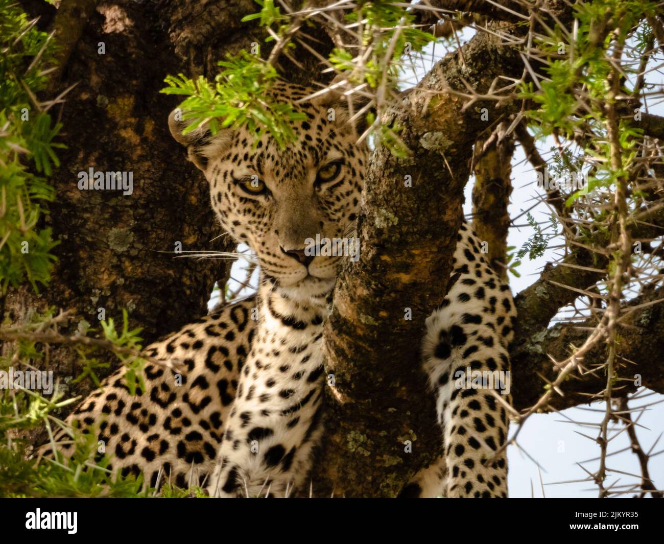 A low angle closeup of an African leopard on the tree in Serengeti National Park, Tanzania Stock ...