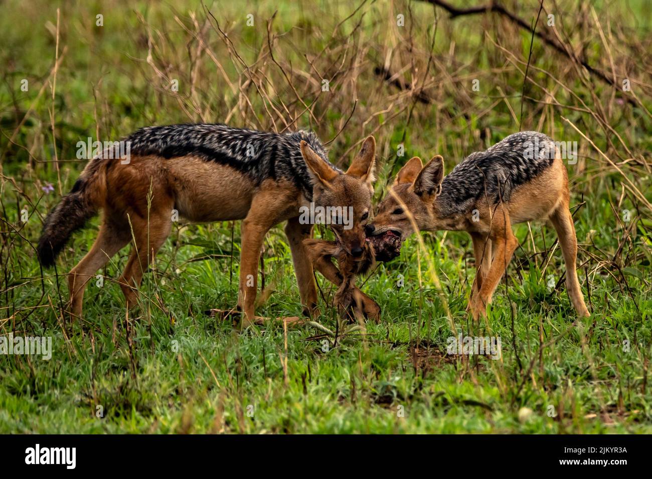 Jackals africa hi-res stock photography and images - Alamy