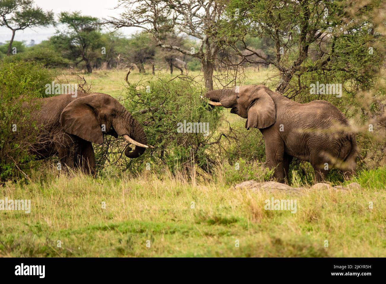 Two big elephants in the safari in Serengeti National Park, Tanzania ...