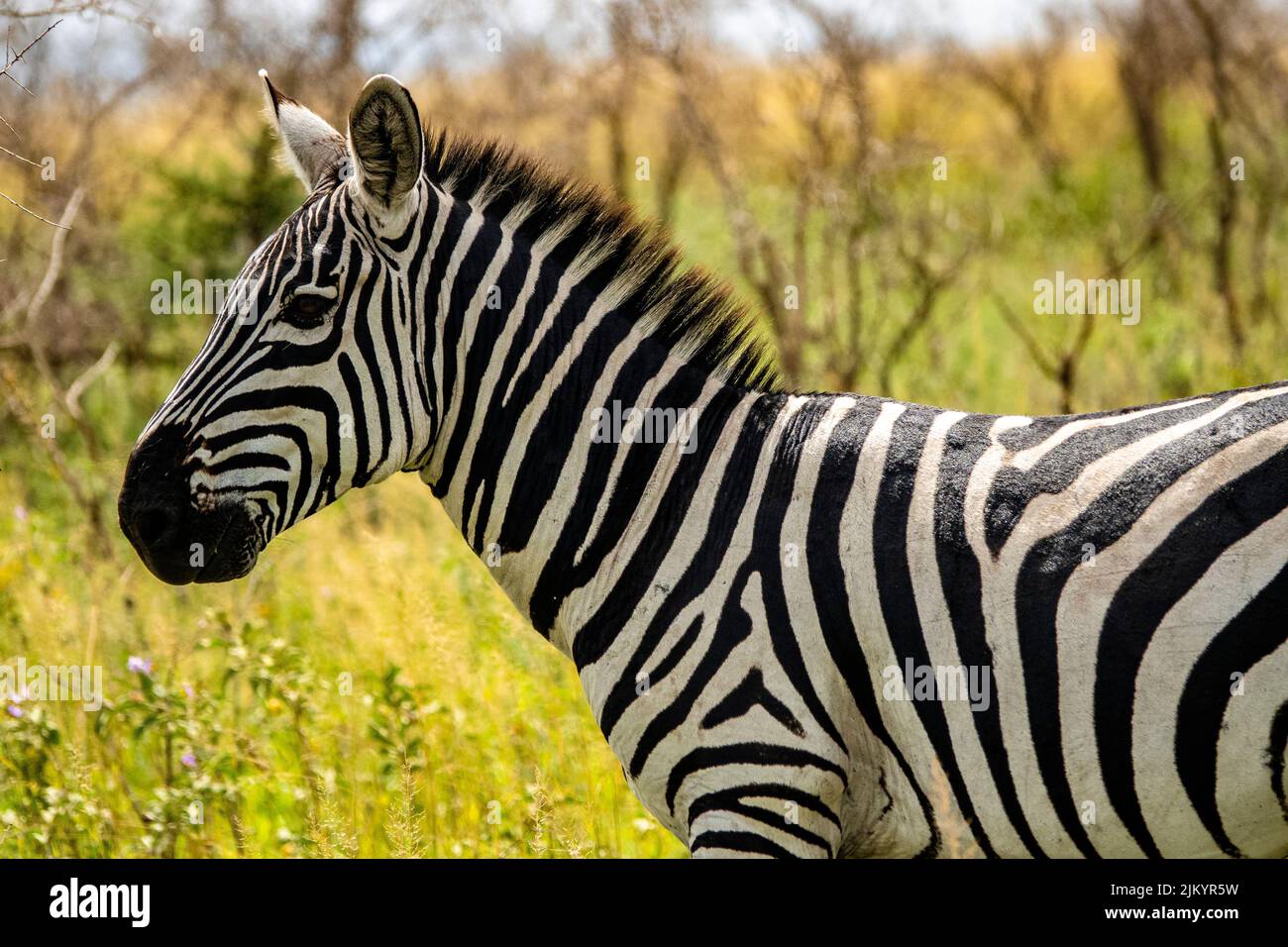 Beautiful young zebra hi-res stock photography and images - Alamy
