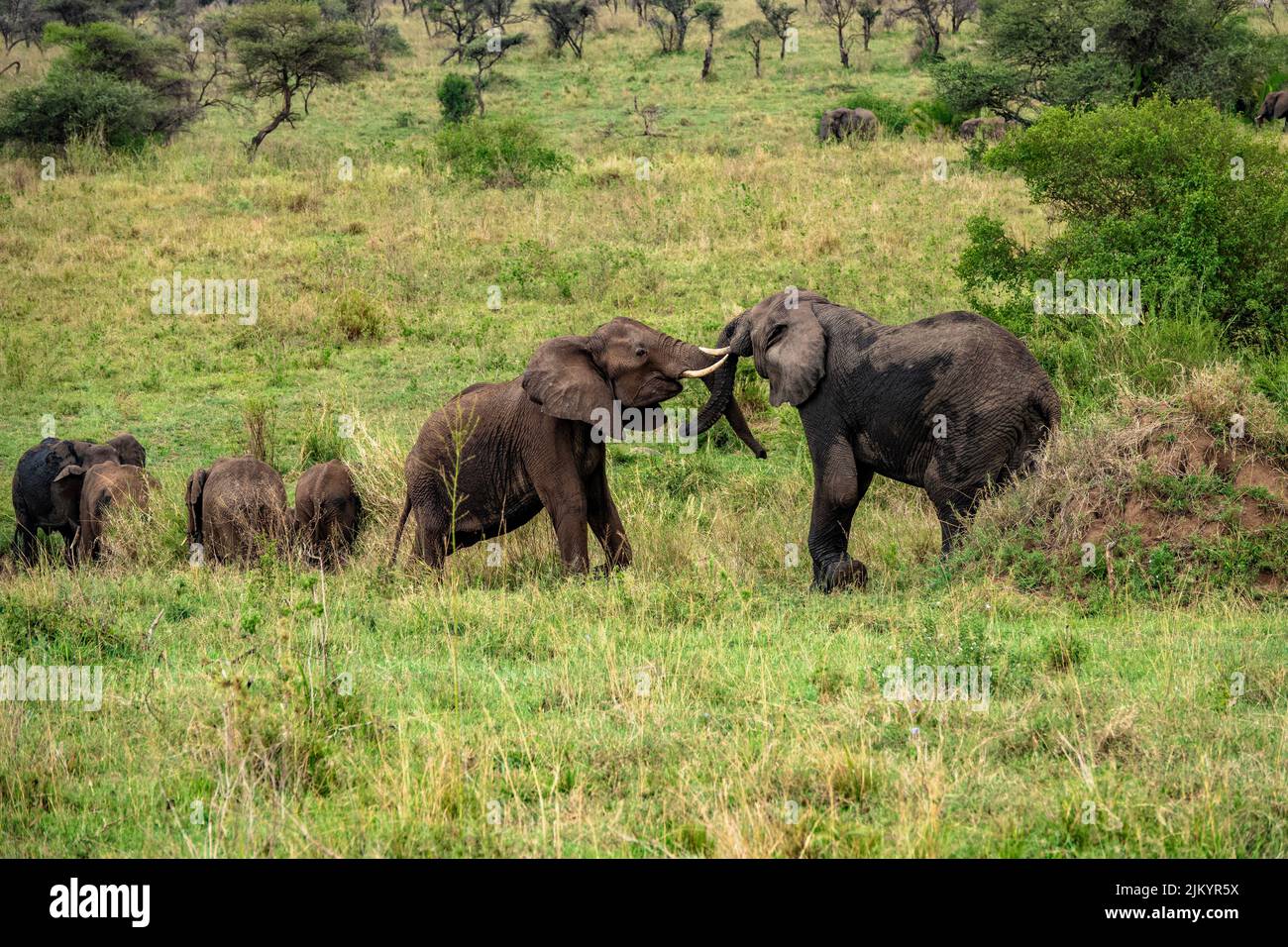 Two elephants touching with their trunks in the safari in Serengeti ...