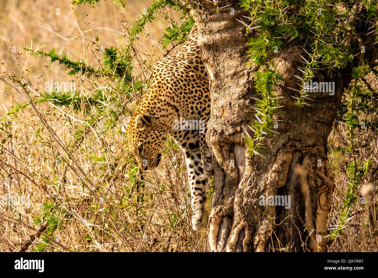Tree trunk and leopard hi-res stock photography and images - Alamy