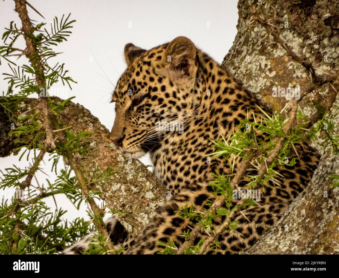 Tree trunk and leopard hi-res stock photography and images - Alamy