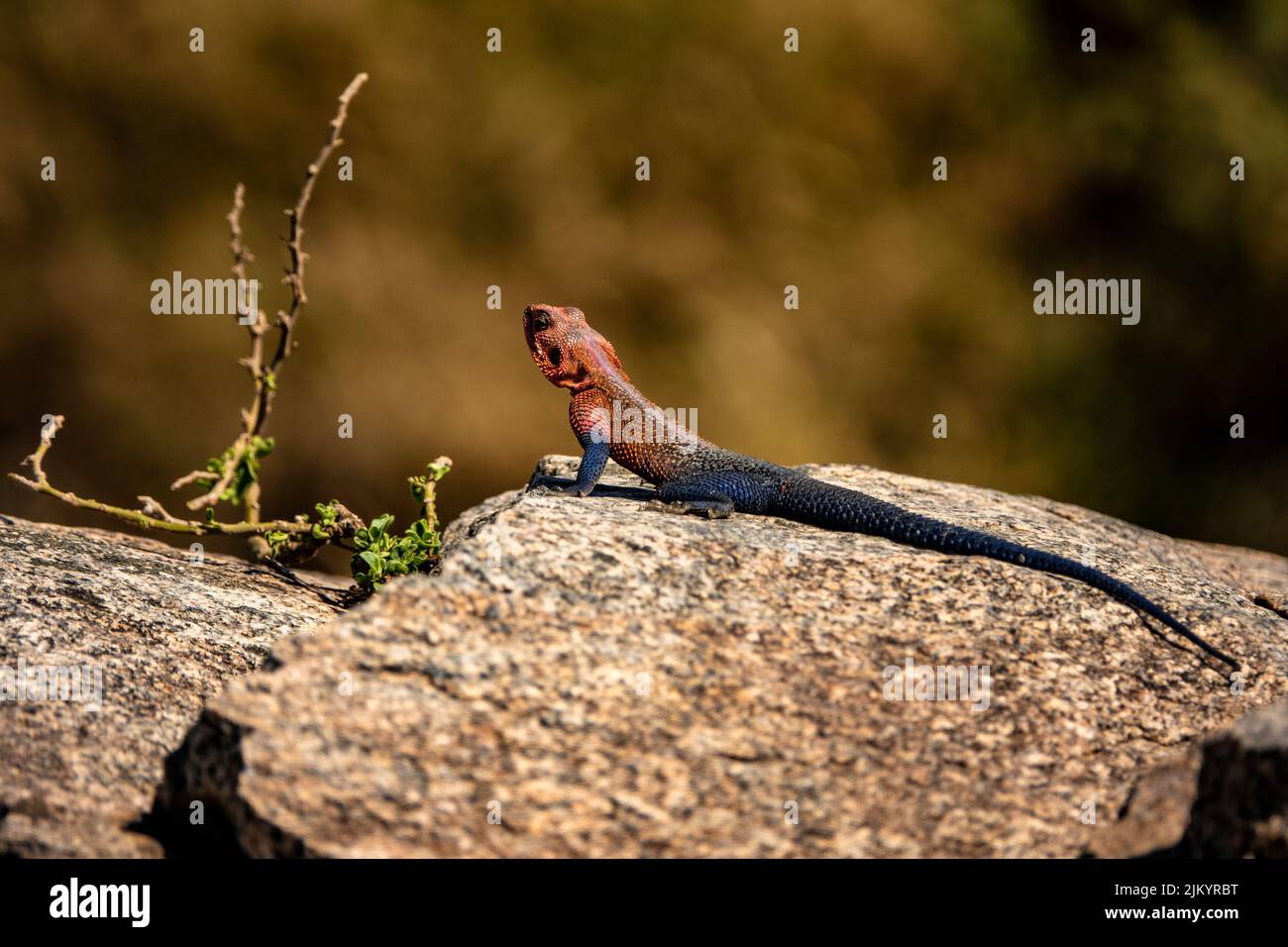 Agamid lizard hi-res stock photography and images - Alamy