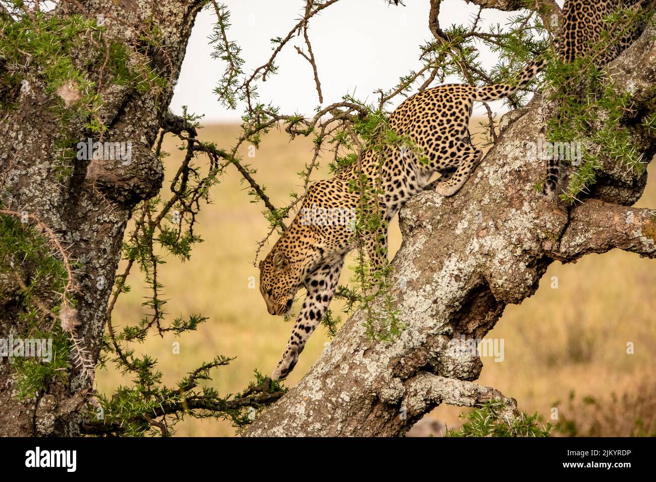 A beautiful leopard on a tree in the safari in Serengeti National Park, Tanzania Stock Photo - Alamy