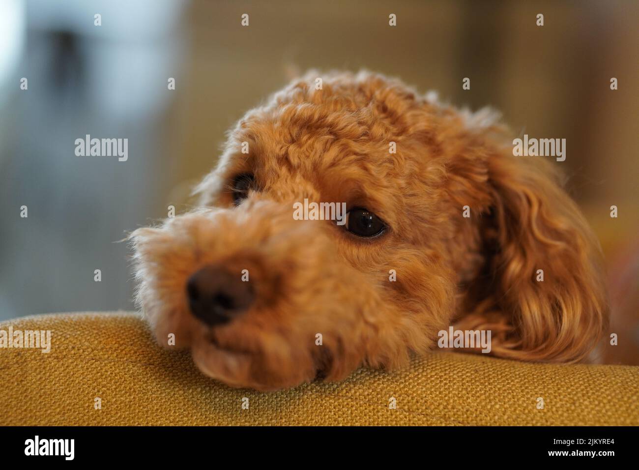 Puddle toy hi-res stock photography and images - Alamy