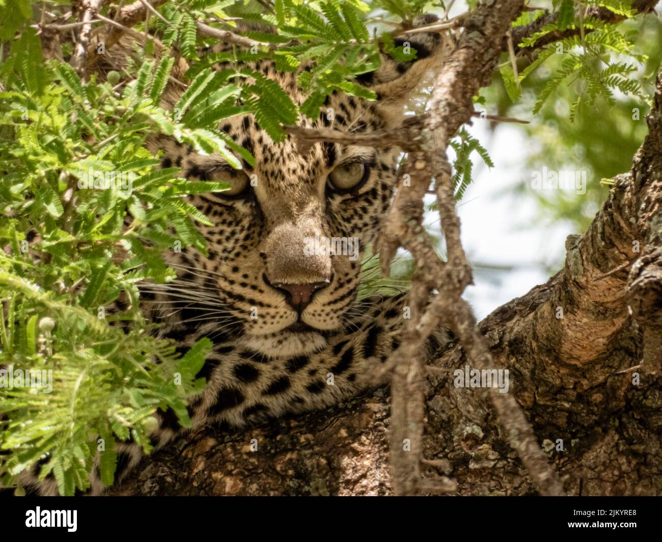 A beautiful leopard staring between the green leaves of a tree in ...