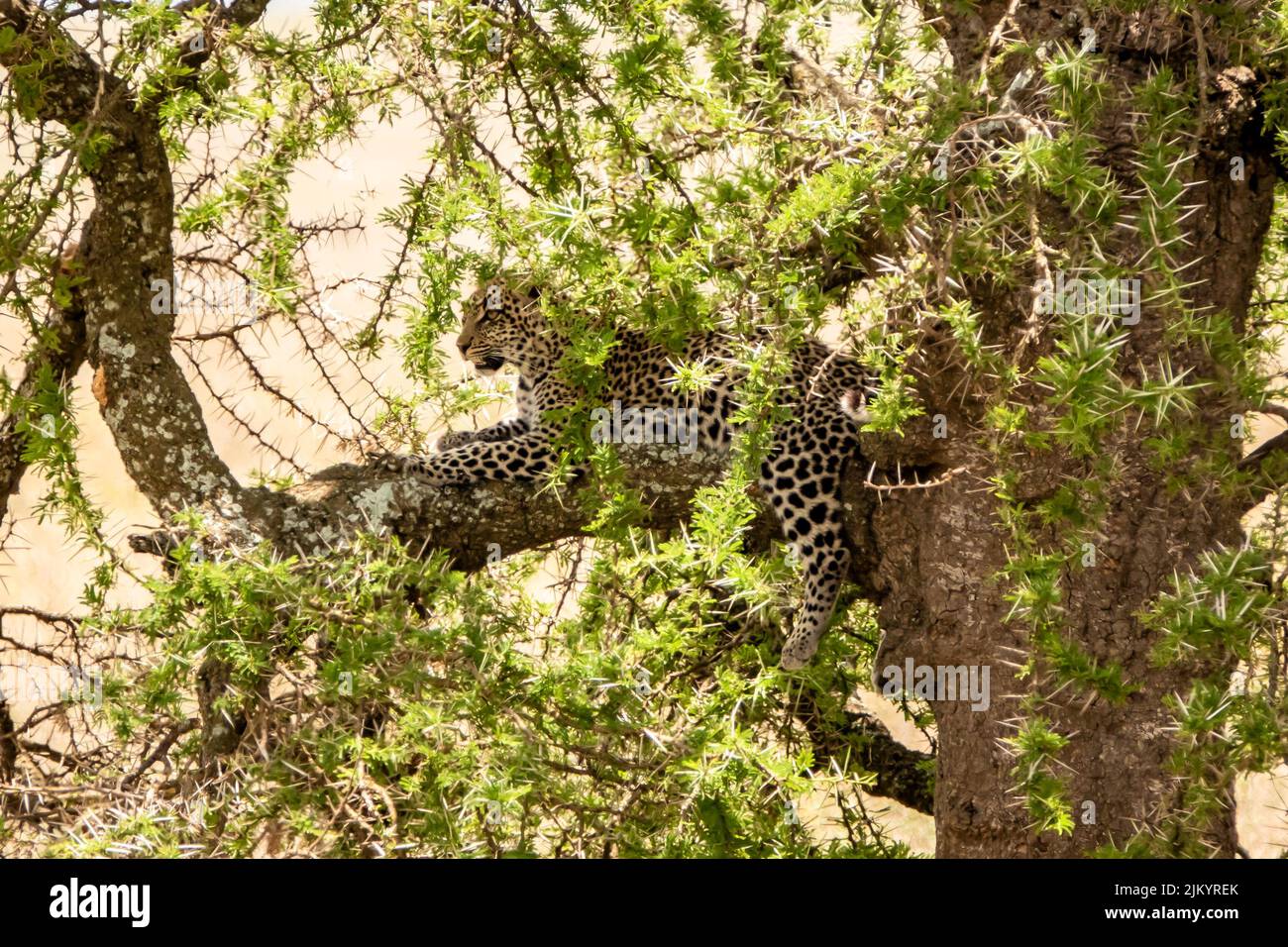 A beautiful leopard on a tree in the safari in Serengeti National Park, Tanzania Stock Photo - Alamy