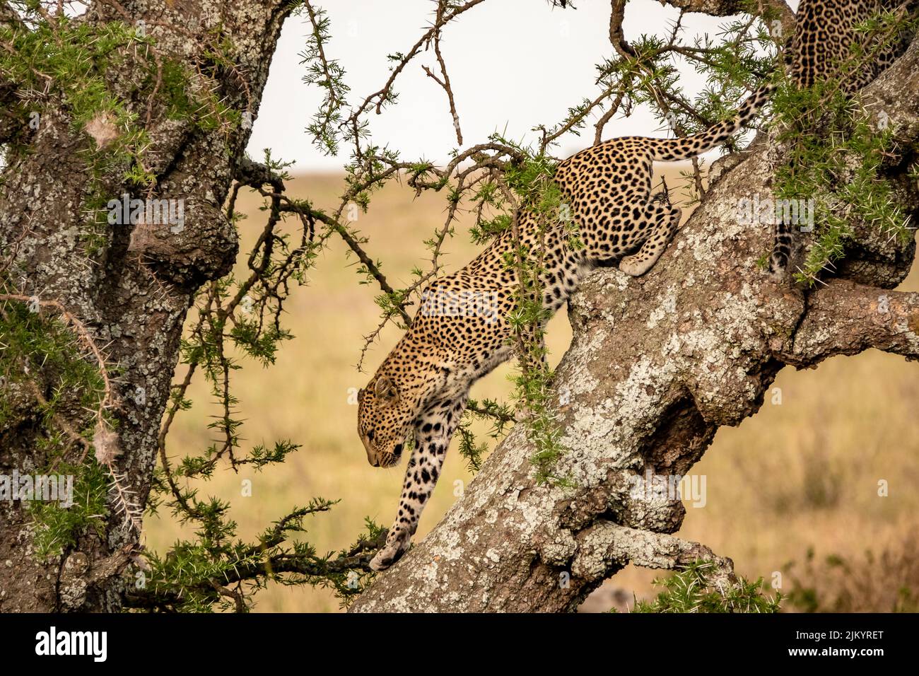 A beautiful leopard on a tree in the safari in Serengeti National Park ...