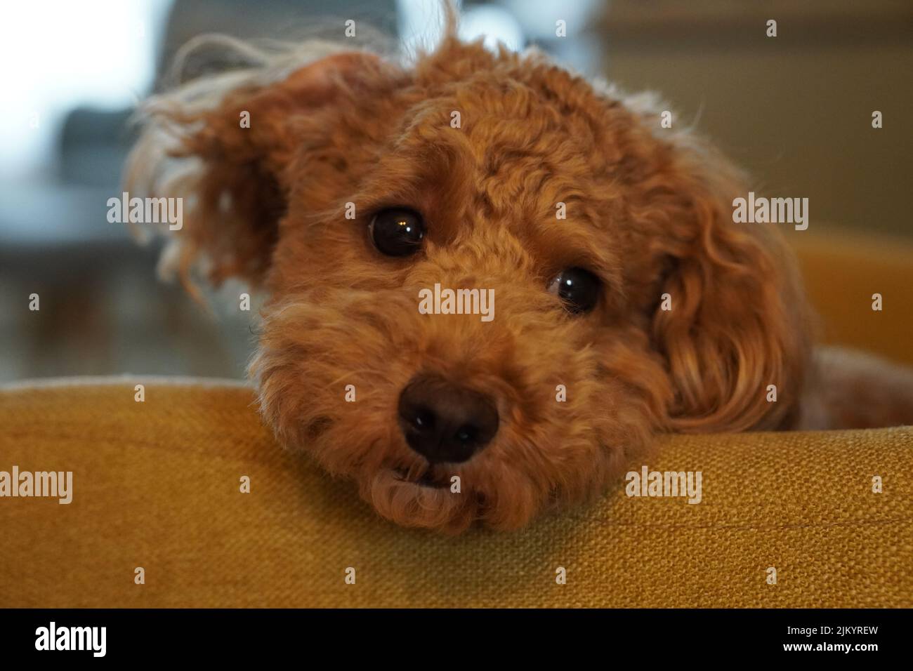 A closeup of a cute toy puddle puppy lying on a sofa Stock Photo - Alamy