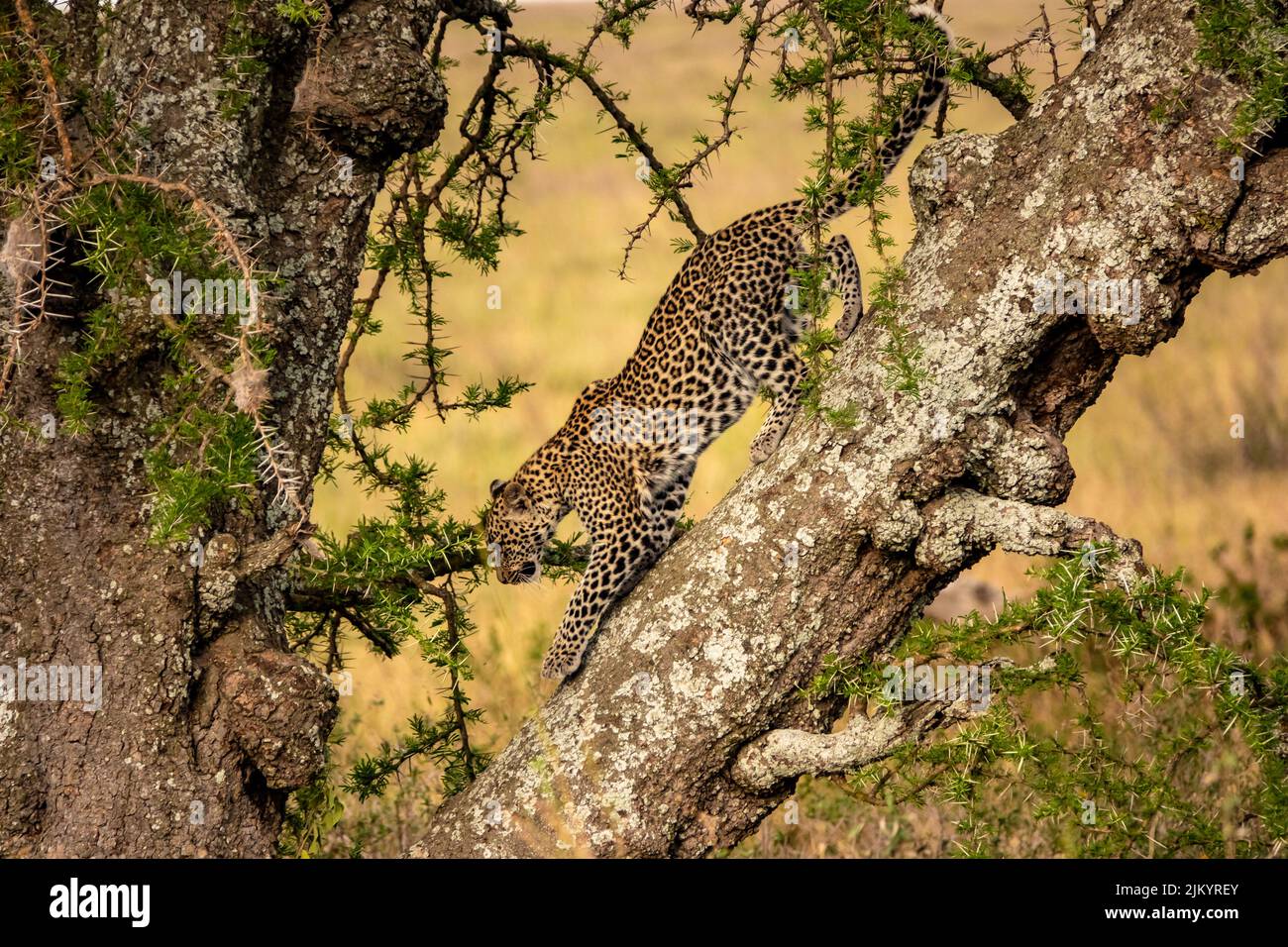 A beautiful leopard on a tree in the safari in Serengeti National Park ...