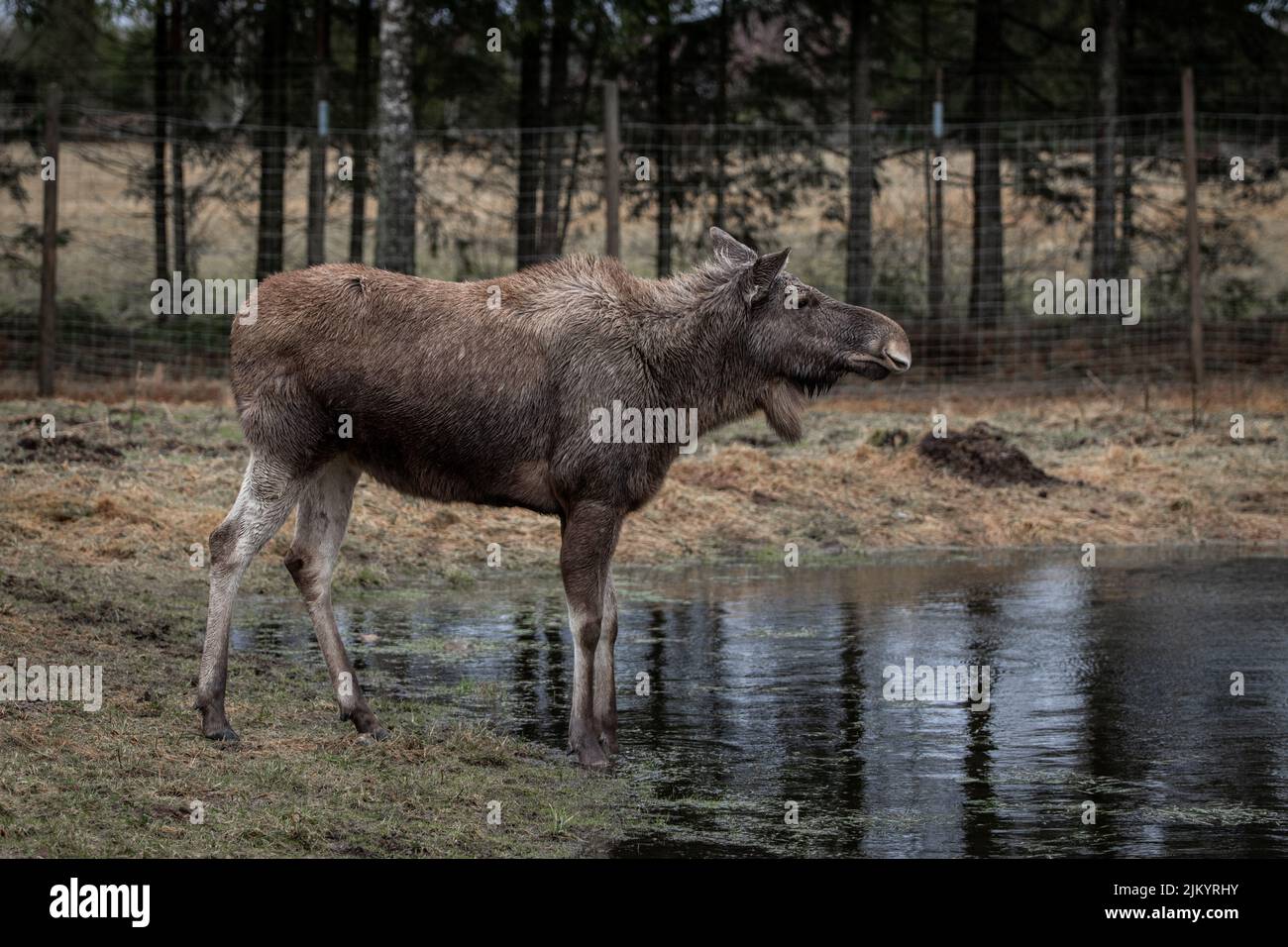 Brown moose standing in hi-res stock photography and images - Alamy