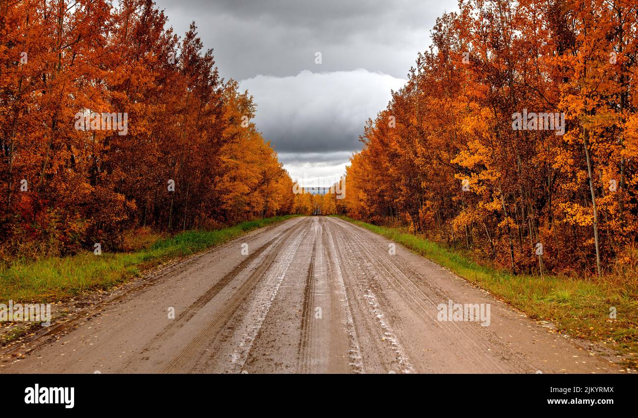 A rural road through orange forest trees under a cloudy sky Stock Photo ...