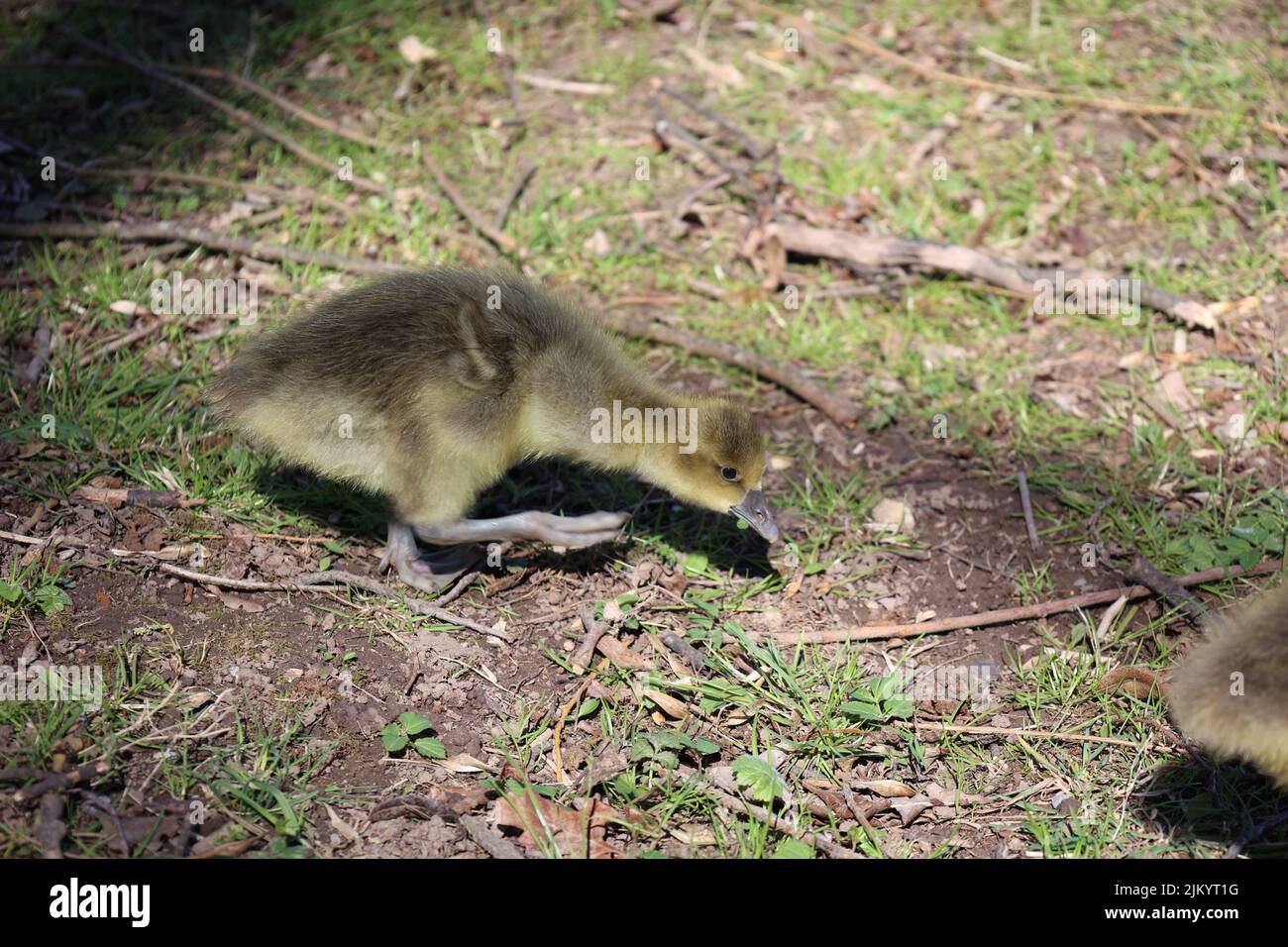Yellow small duckling hi-res stock photography and images - Alamy