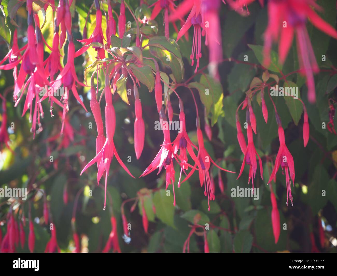 Red and purple fuchsia hi-res stock photography and images - Alamy