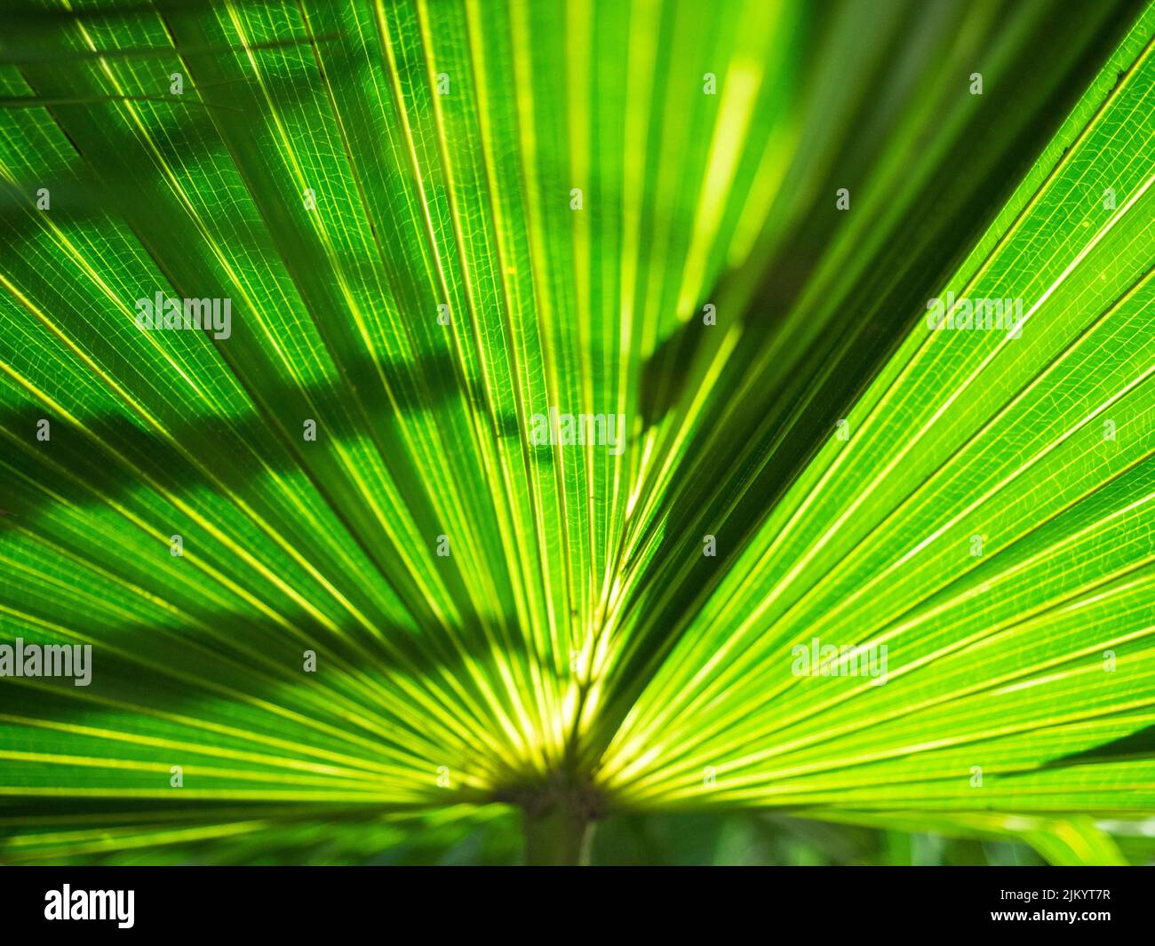 Australian endemic flora hi-res stock photography and images - Alamy