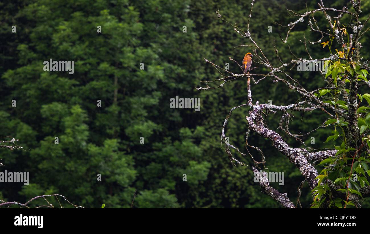 An orange bird perching on dead tree branch against a deep green forest ...