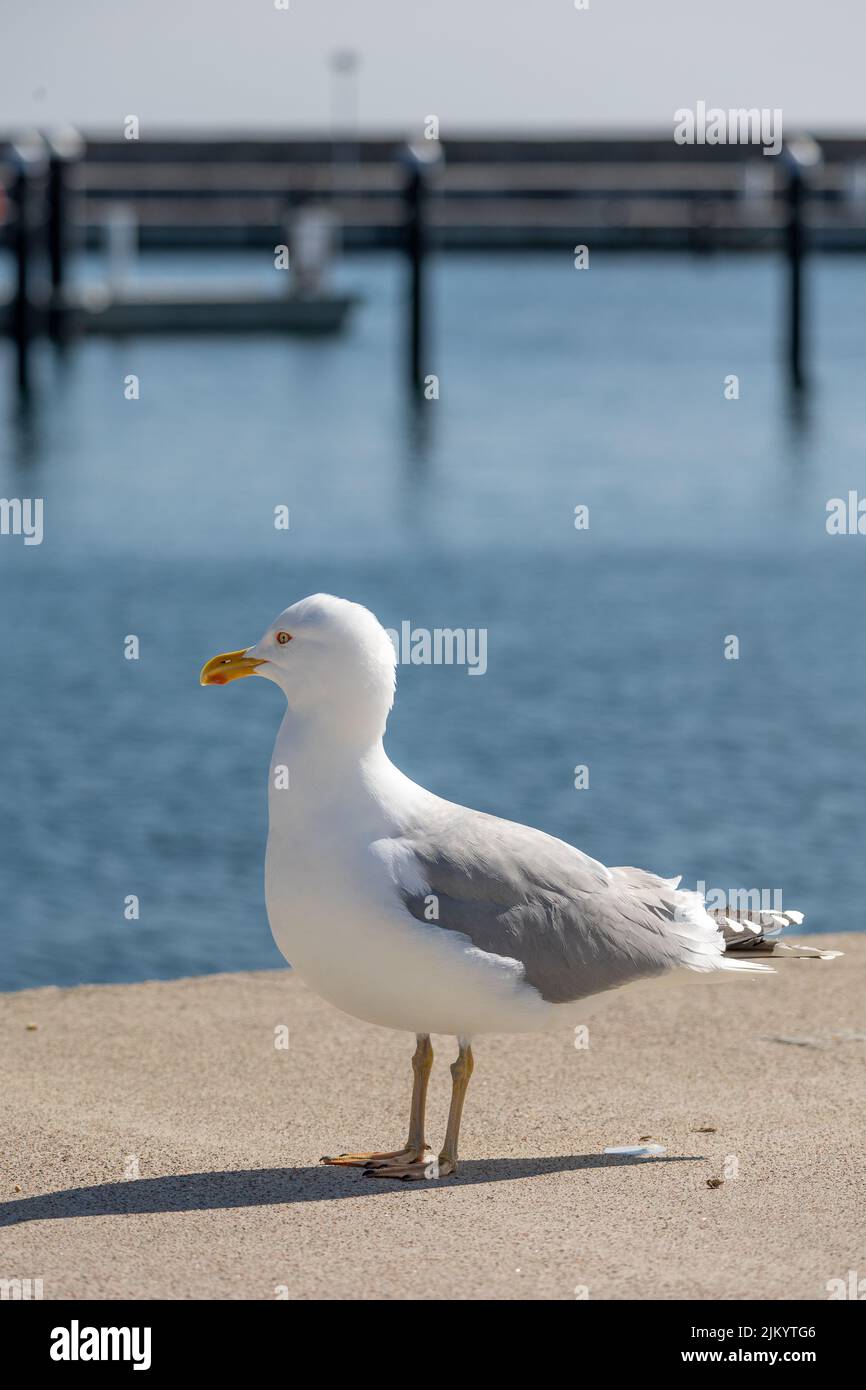 Closeup seashore hi-res stock photography and images - Alamy