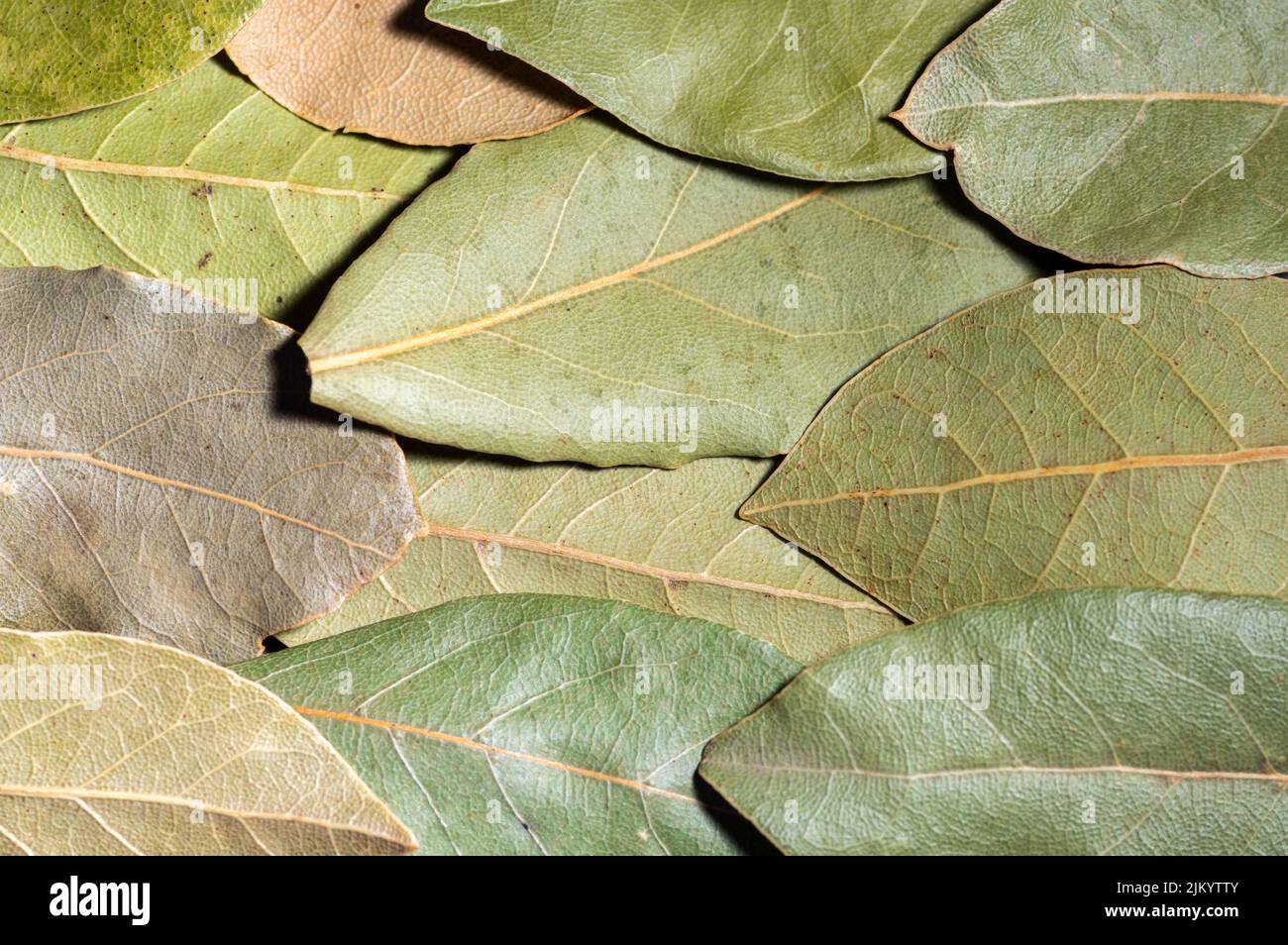 Bay leaves texture hi-res stock photography and images - Alamy