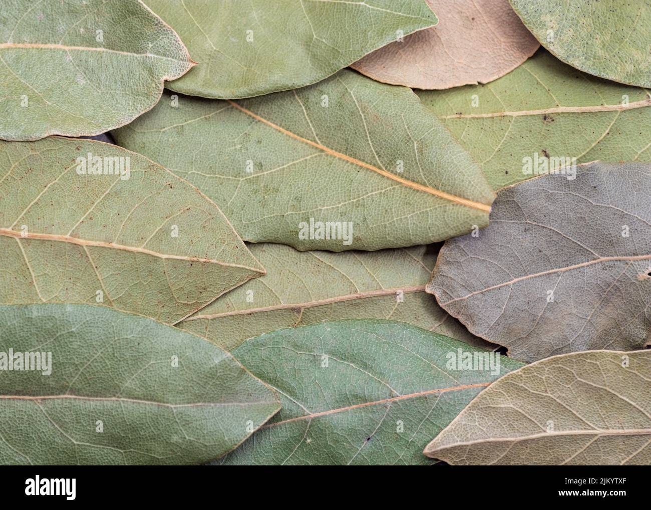 Bay leaves texture hi-res stock photography and images - Alamy