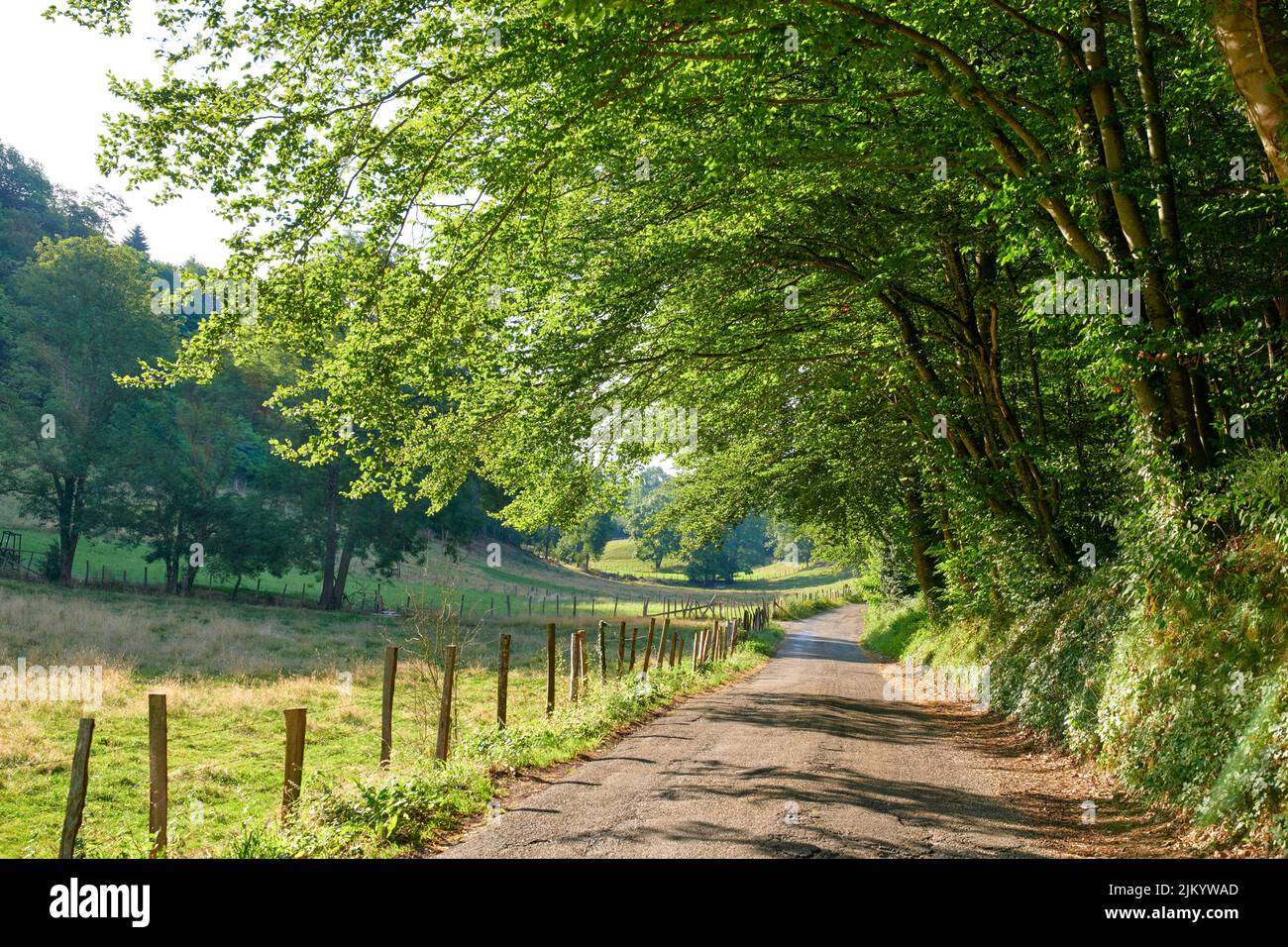 Overhanging trees hi-res stock photography and images - Alamy