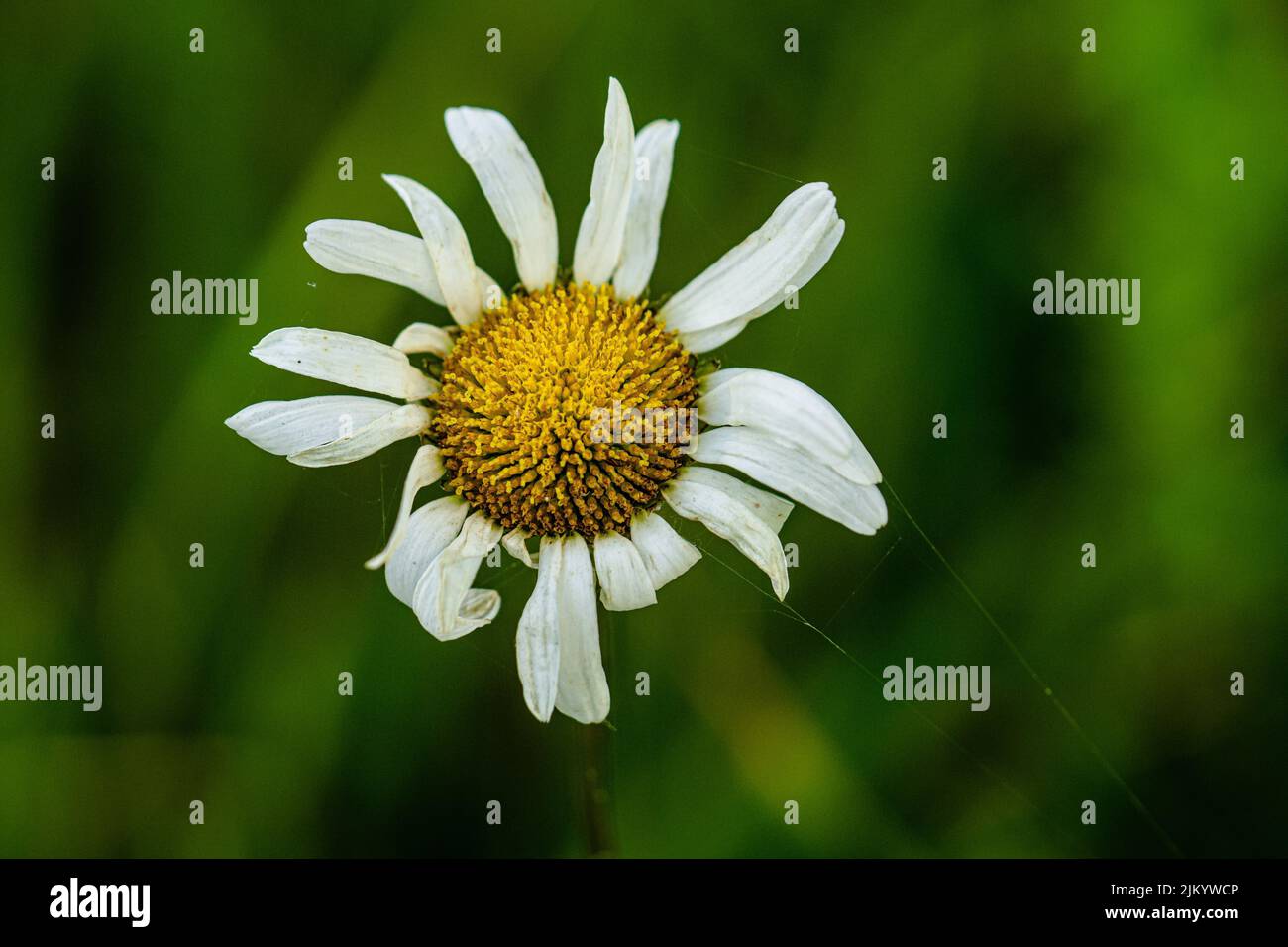Daisy green background hi-res stock photography and images - Alamy