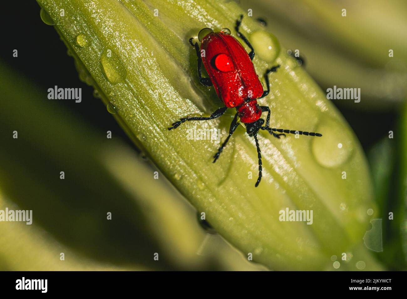 Scarlet lily beetle insect hi-res stock photography and images - Alamy