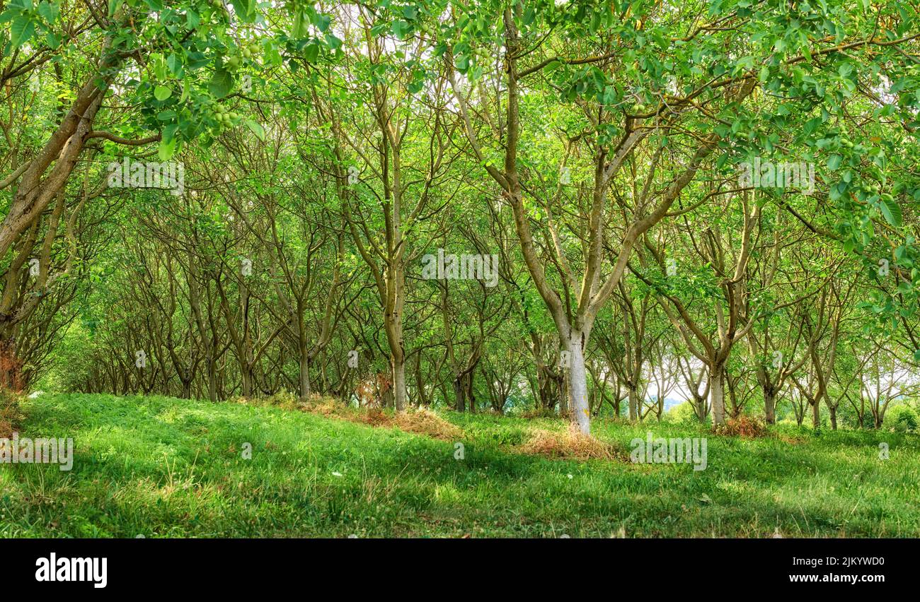 Countryside, farmland and forest - close to Lyon, France. A series of ...