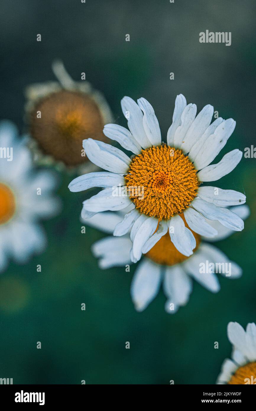 Daisy aesthetic hi-res stock photography and images - Alamy