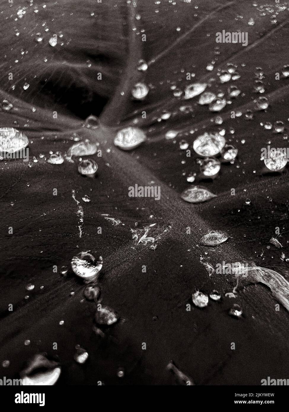 A grayscale shot of leaf with water drops Stock Photo - Alamy