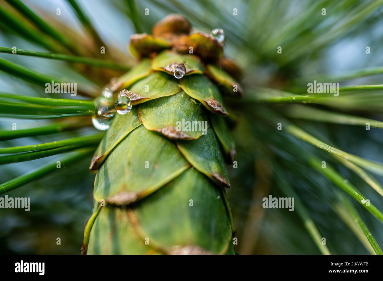Green pine cone hi-res stock photography and images - Alamy