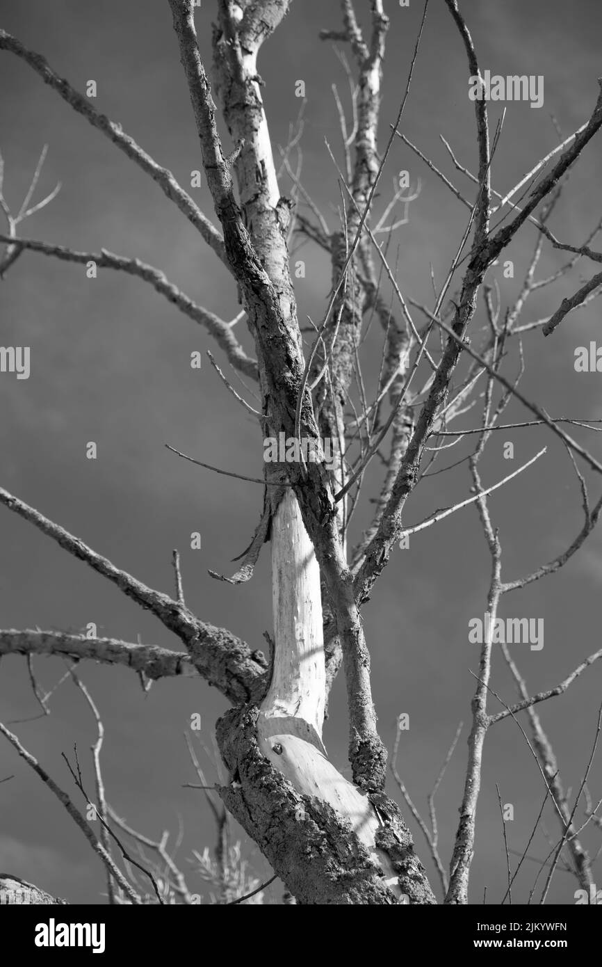Dry branches Black and White Stock Photos & Images - Alamy