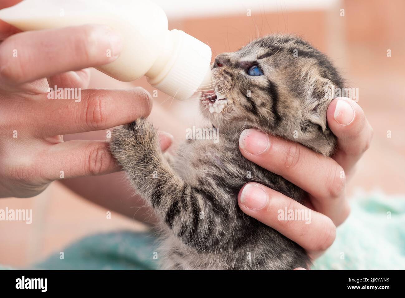 Kitten milk hi-res stock photography and images - Alamy