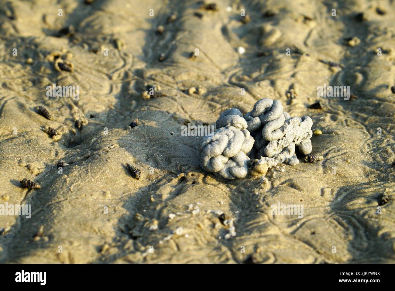 A close-up of shiny beach sand with small shells on it Stock Photo - Alamy