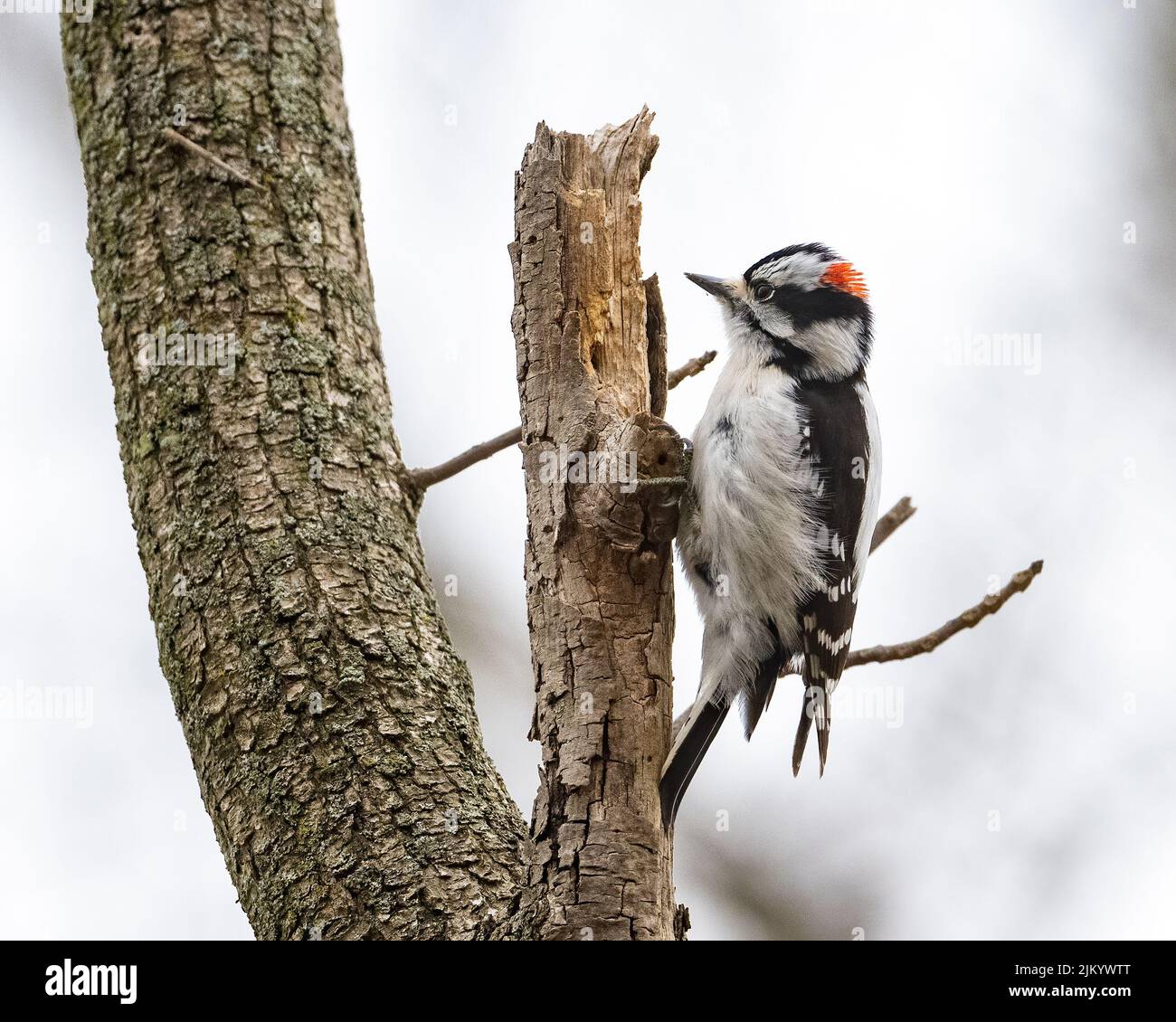 A shallow focus shot of lesser spotted woodpecker on a tree Stock Photo ...