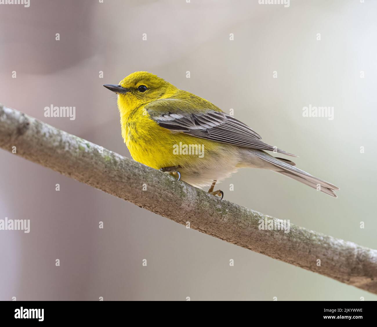 Yelow colours hi-res stock photography and images - Alamy