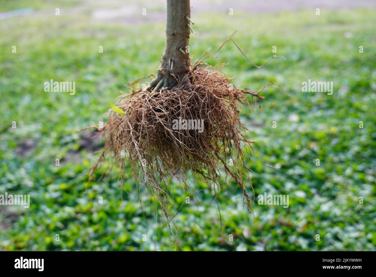Root system of a tree hi-res stock photography and images - Alamy