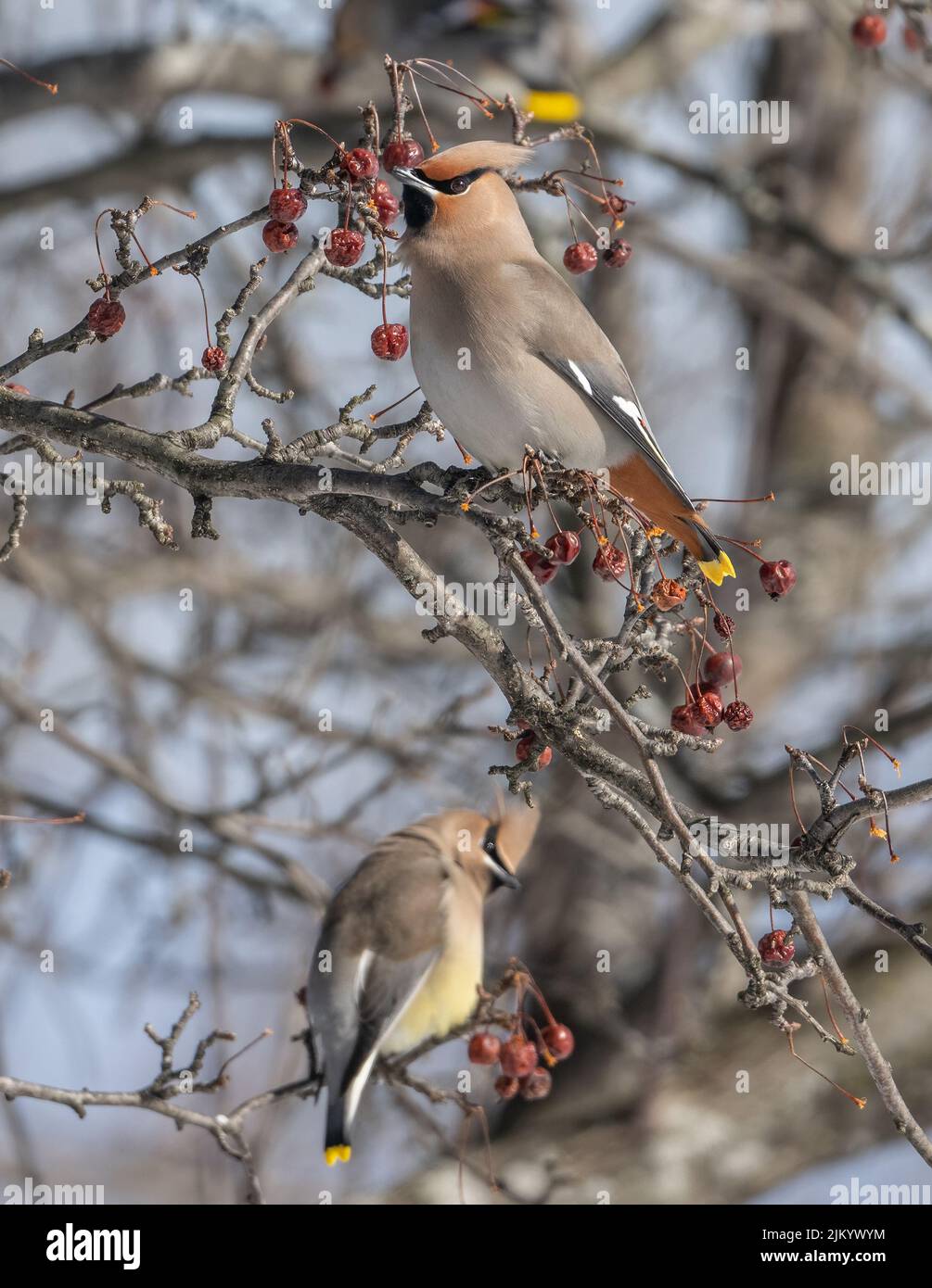 Birds cherry hi-res stock photography and images - Alamy