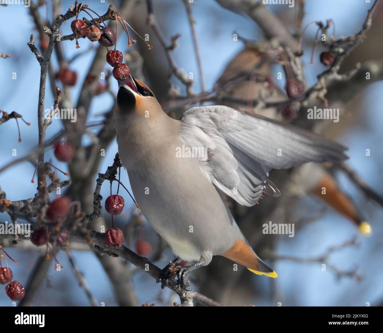 A cute bird eating during a daytime Stock Photo - Alamy