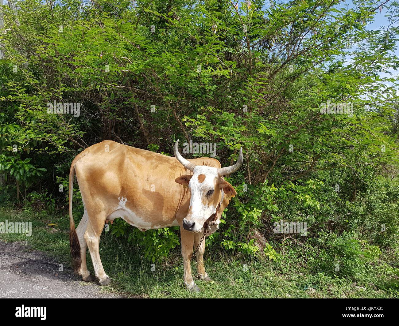 A light brown cow grazing in the meadow Stock Photo - Alamy