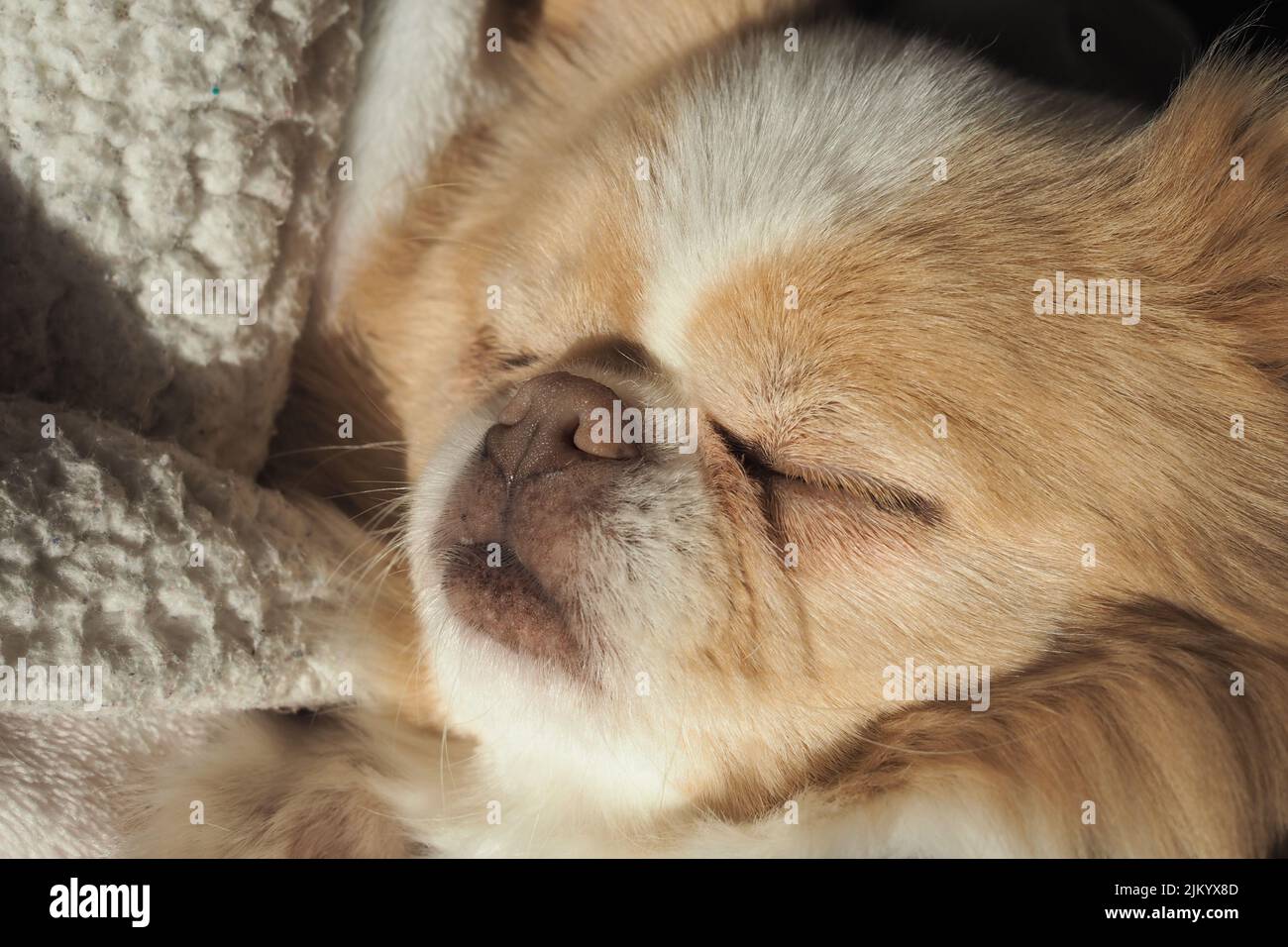 Tired chihuahua hi-res stock photography and images - Alamy