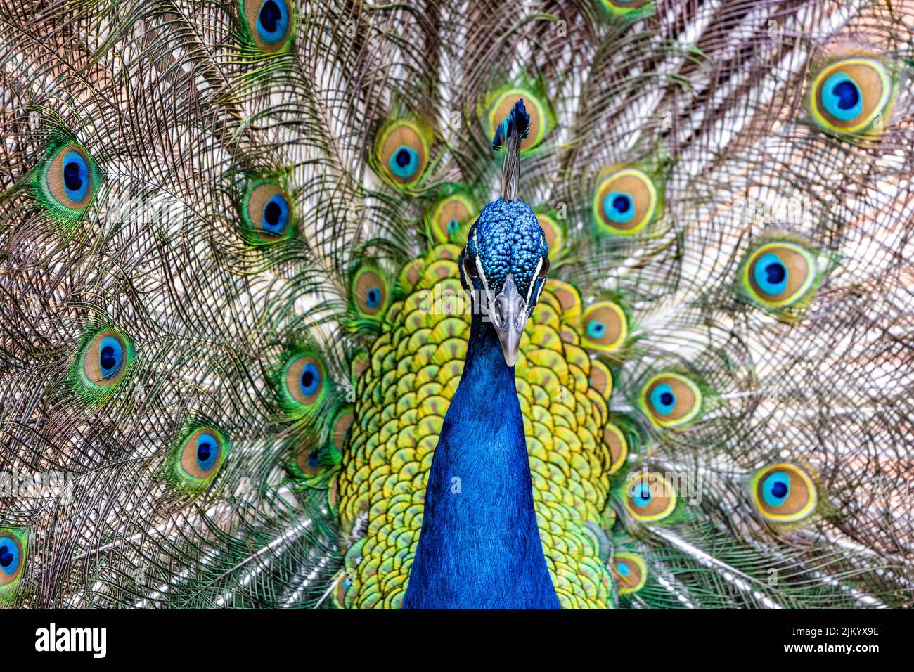 Peacock with its plumage extended Stock Photo - Alamy