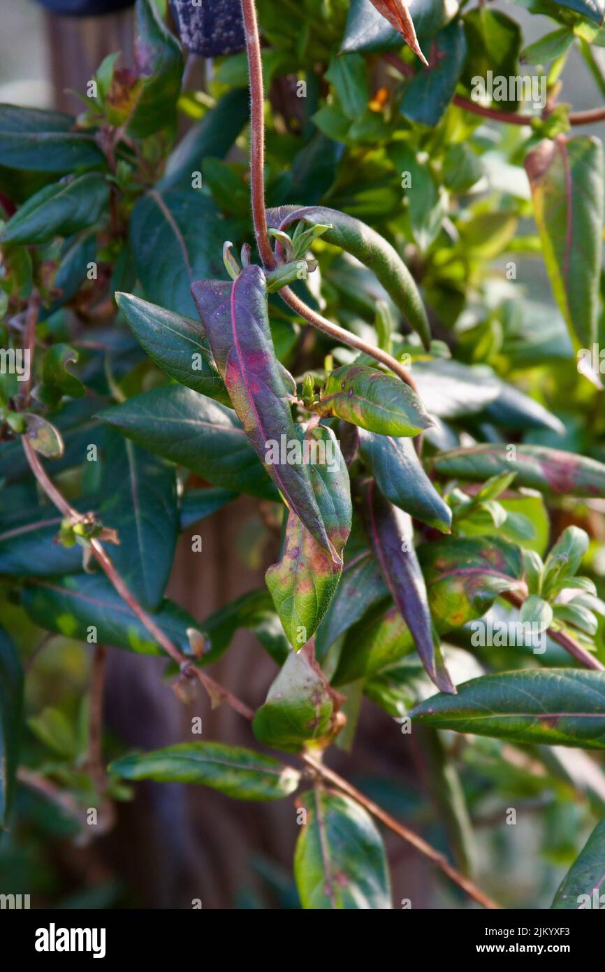 A vertical shot of green leaves on a branch Stock Photo - Alamy