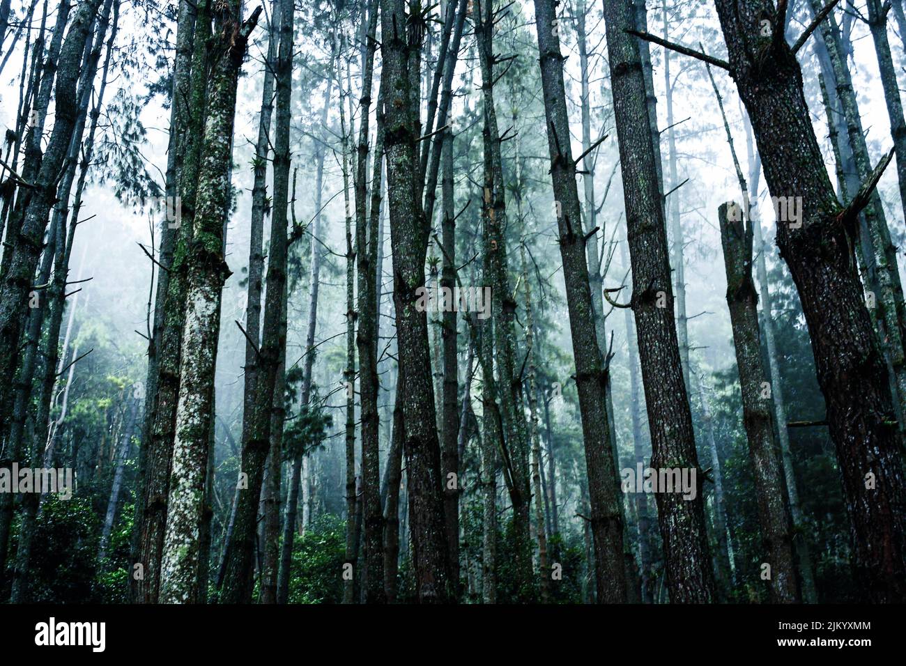 Trunks tall trees pine forest hi-res stock photography and images - Alamy