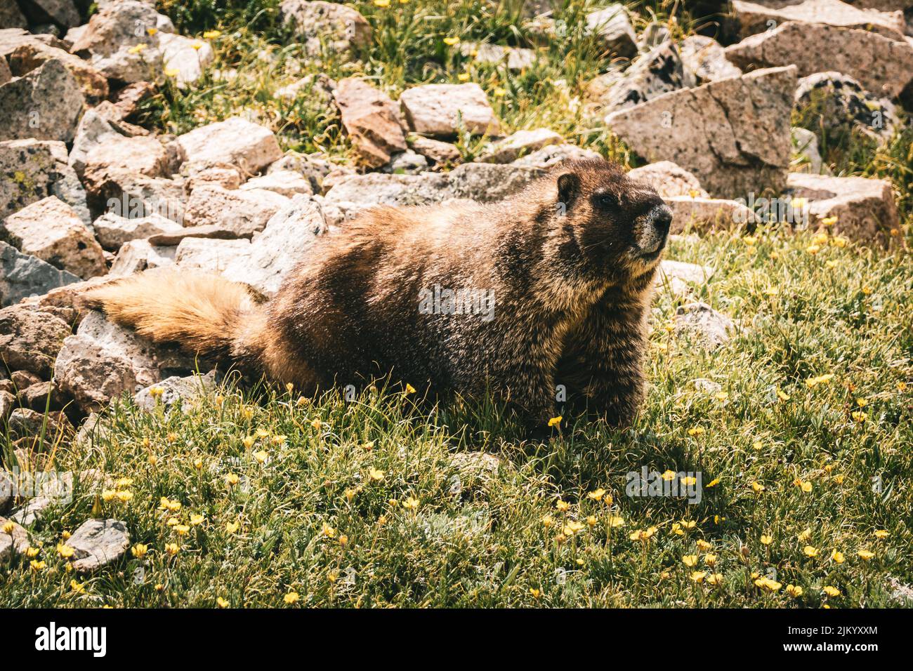 Cute marmot in grass hi-res stock photography and images - Alamy